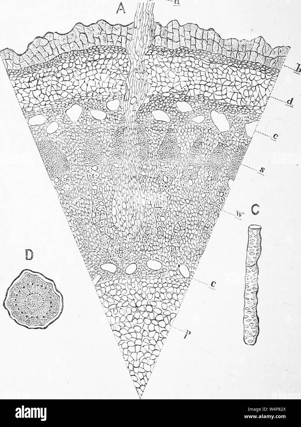 Illustration of the root of compass plant hi-res stock photography and ...