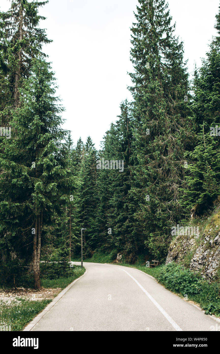 Road or hiking path in the forest among the trees Stock Photo - Alamy