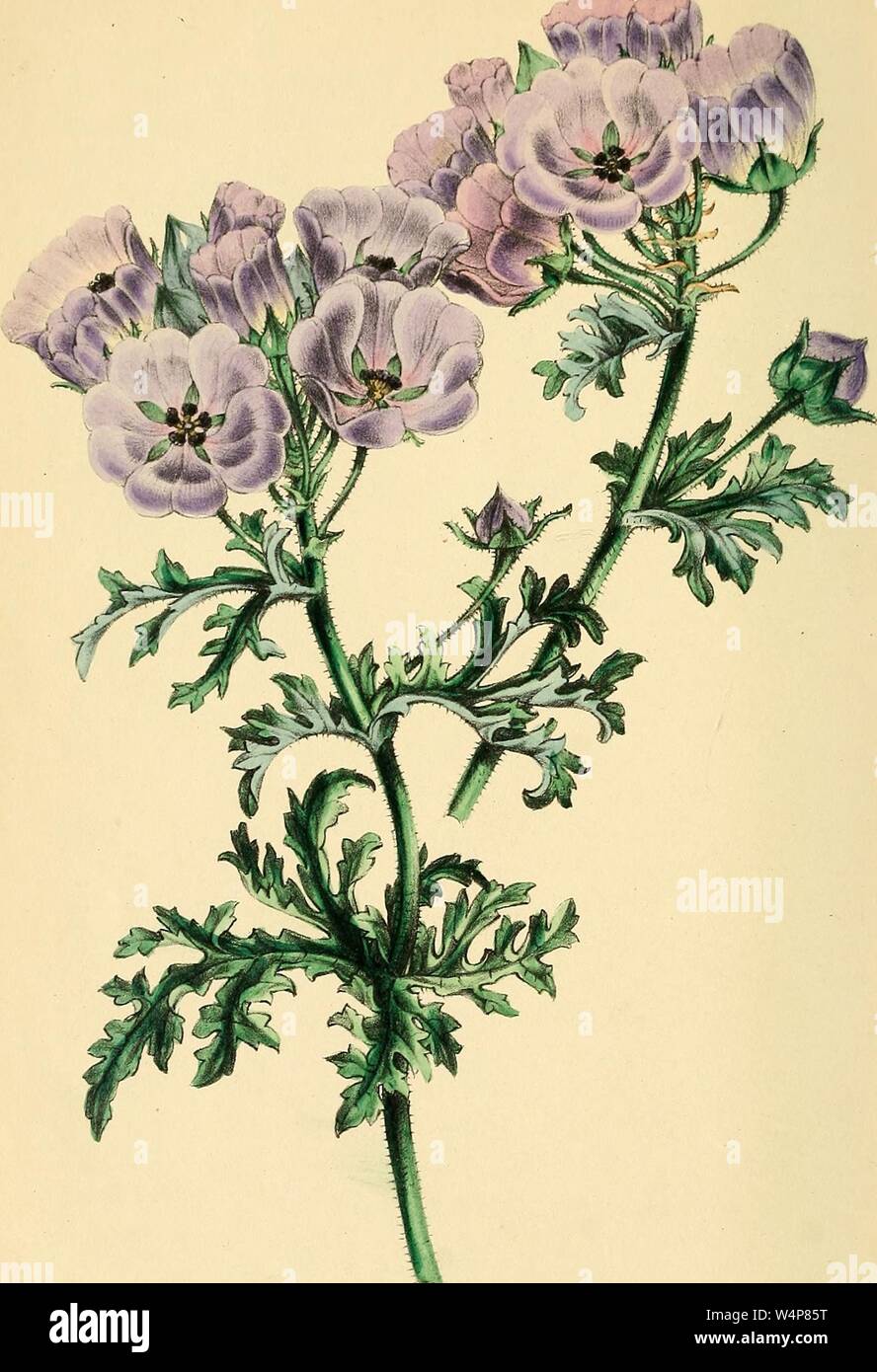 Malva campanulata hi-res stock photography and images - Alamy