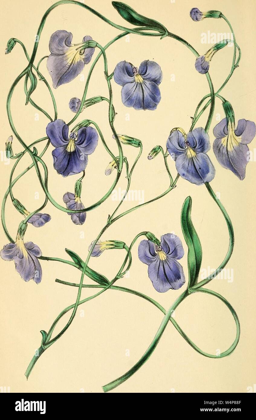 Engraved drawing of the Various-leaved Lobelia (Lobelia heterophylla ...