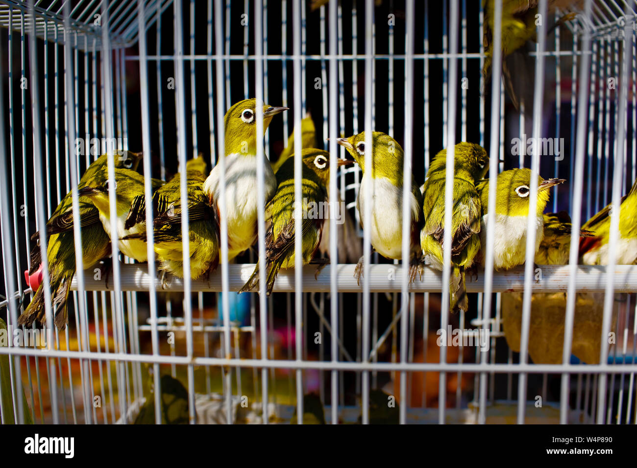 Birds for sale in a Vietnamese market Stock Photo - Alamy
