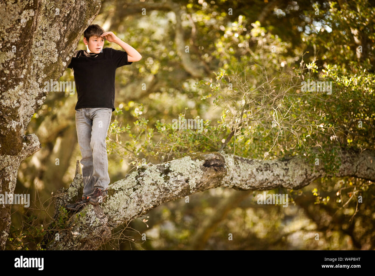 A boy looking out from the tree he has climbed Stock Photo - Alamy