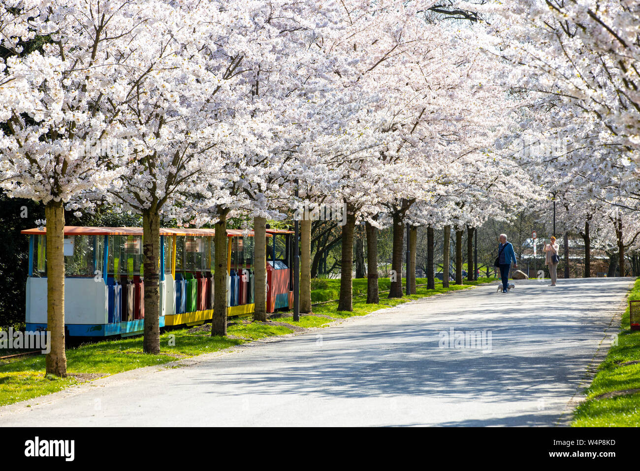 Grugapark in Essen, Germany, spring, blossoming trees, all with ...