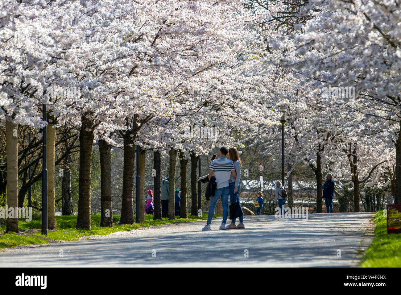 Grugapark in Essen, Germany, spring, blossoming trees, all with ...