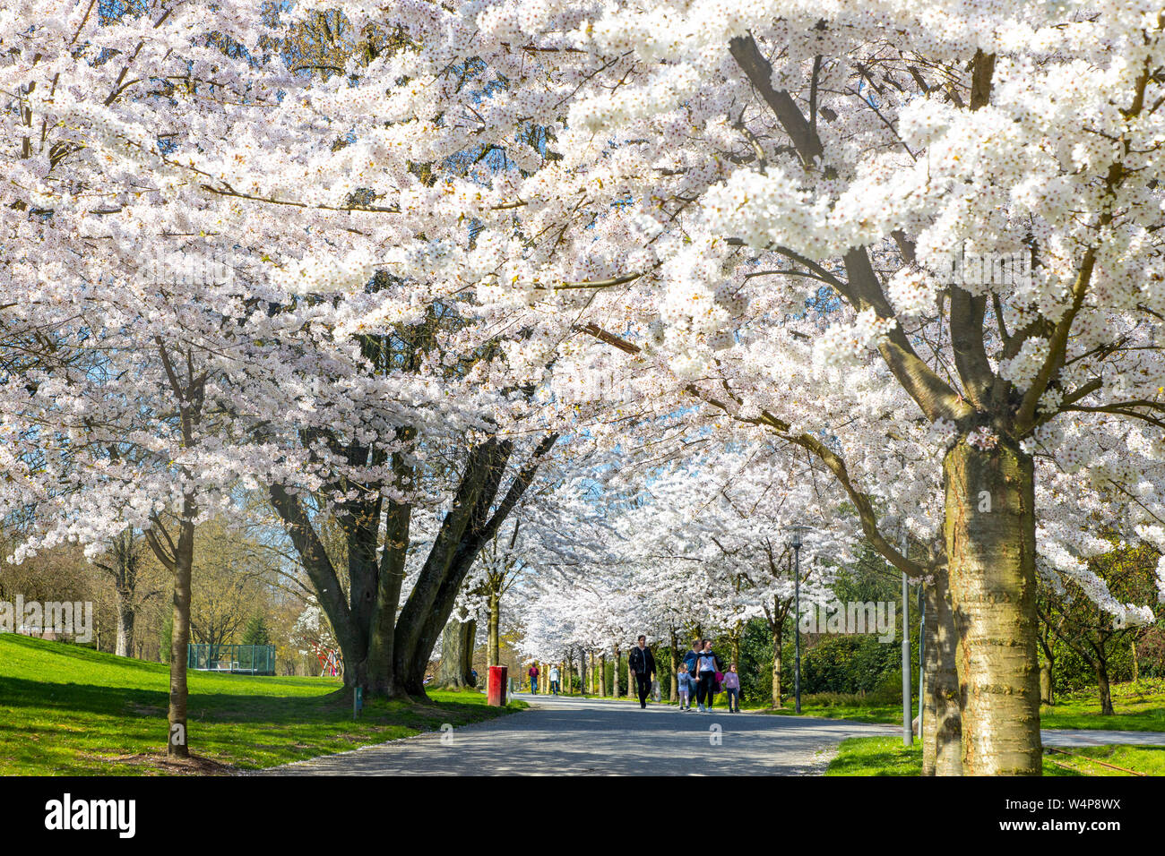 Grugapark in Essen, Germany, spring, blossoming trees, all with ...