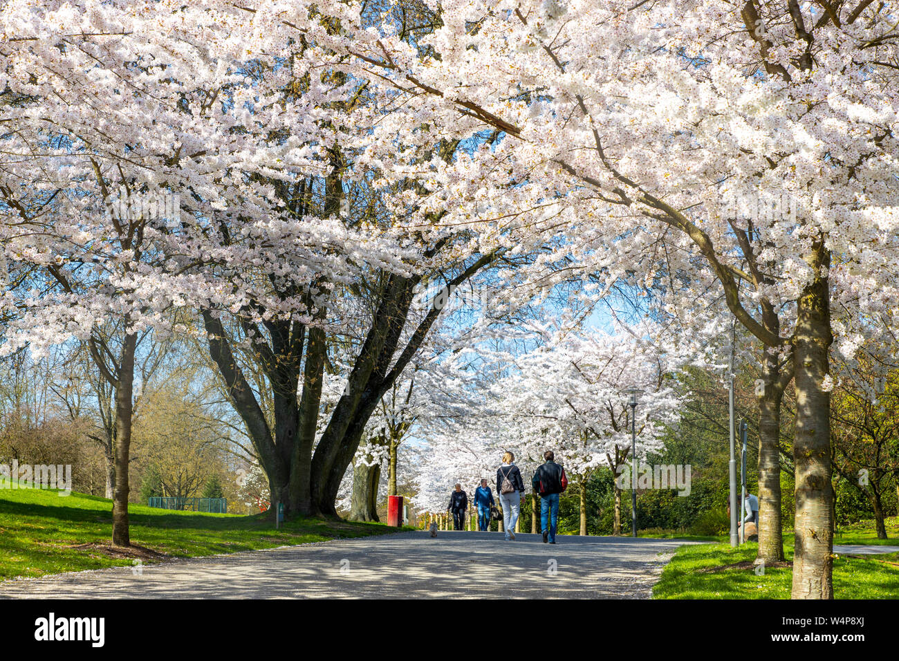 Prunus ivensii hi-res stock photography and images - Alamy
