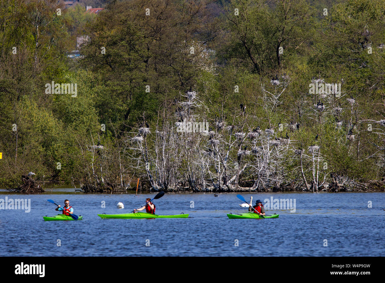 Essen, Lake Baldeney, Ruhr reservoir, nature reserve, kayak drivers ...