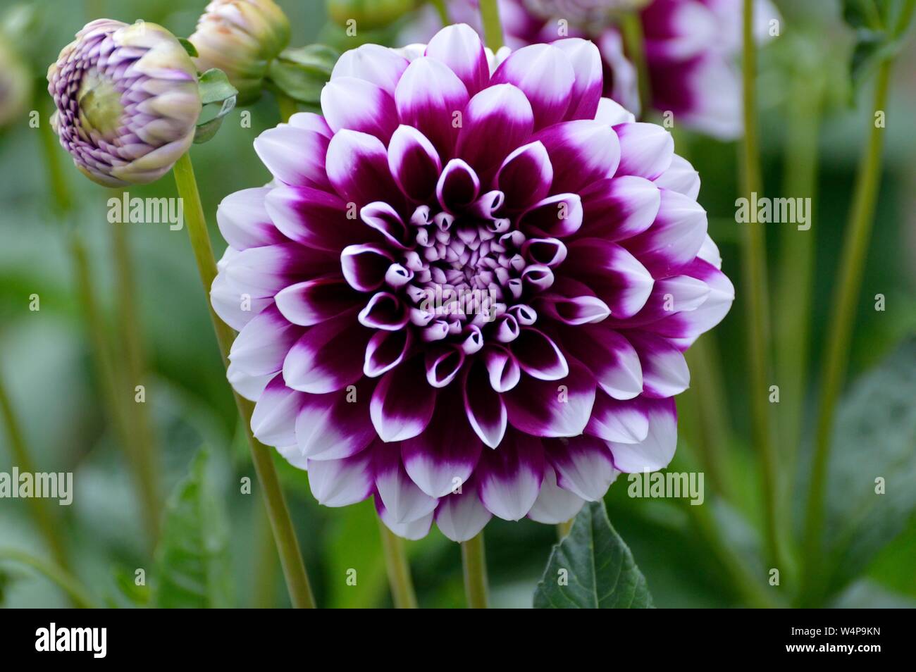 Purple dahila hi-res stock photography and images - Alamy