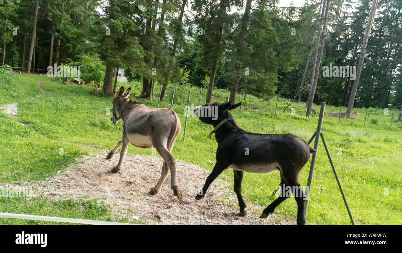 photo of two donkeys playing with eachother on a farm Stock Photo - Alamy
