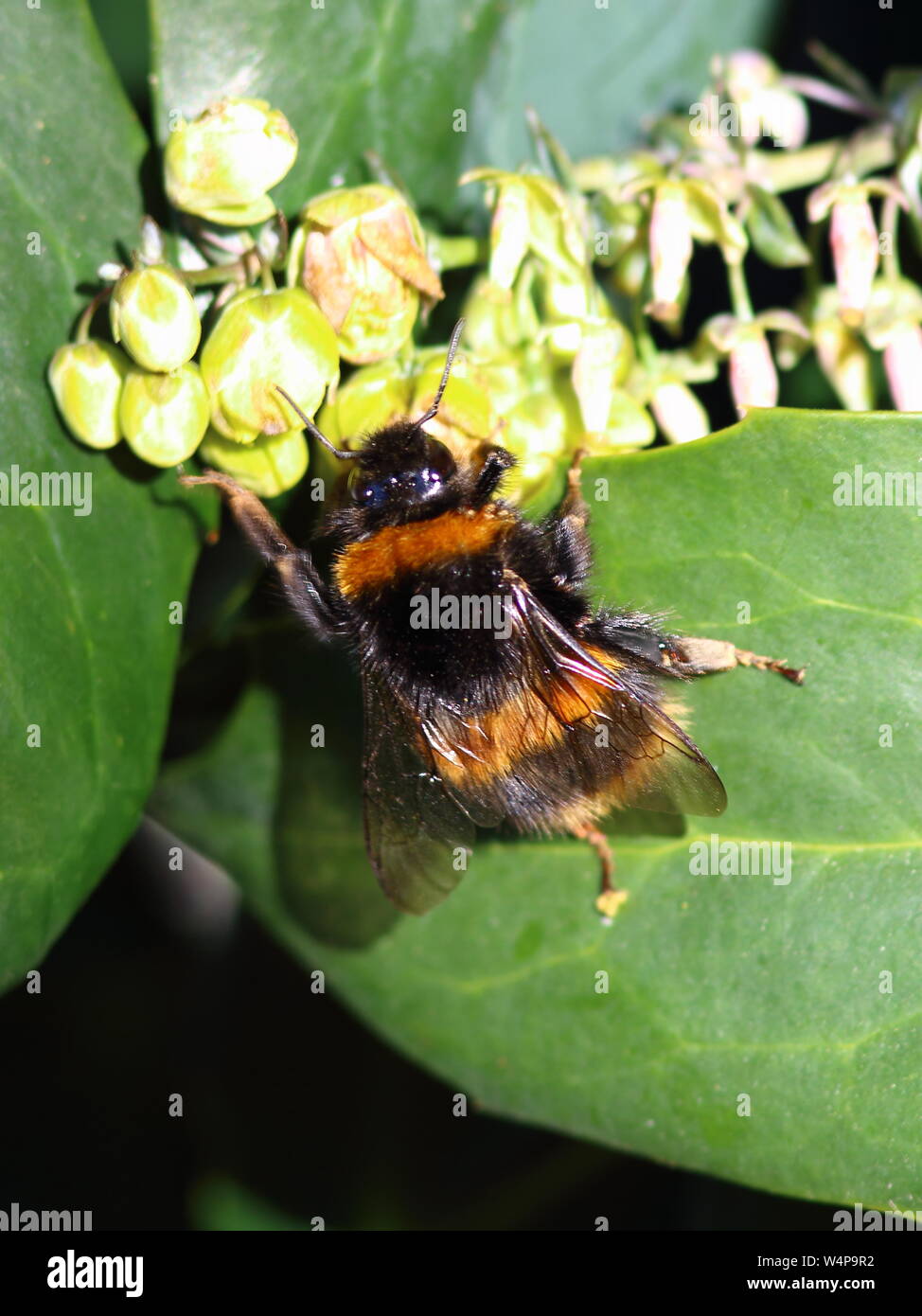 Large insect wings hi-res stock photography and images - Alamy