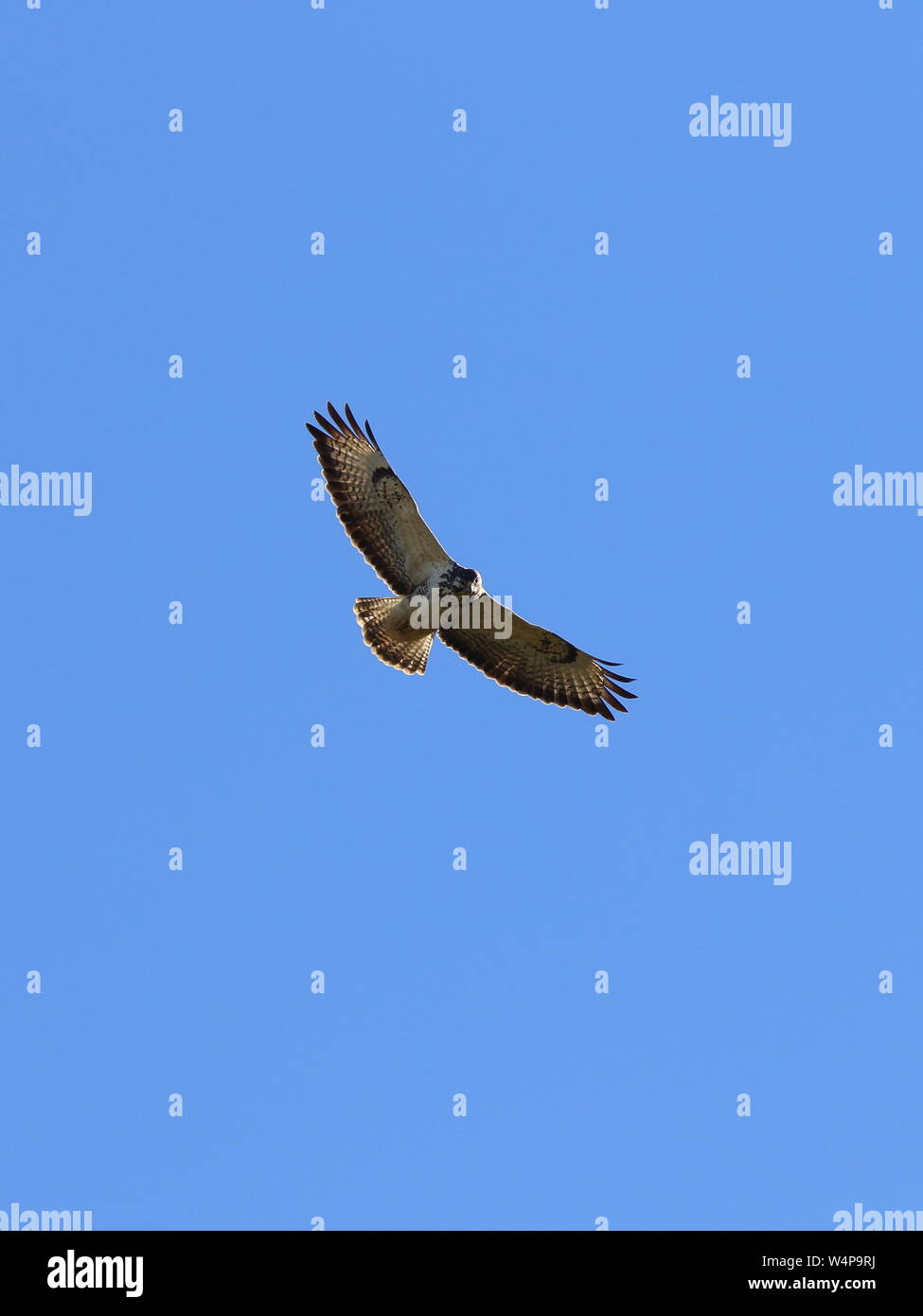 Soaring and flying hi-res stock photography and images - Alamy