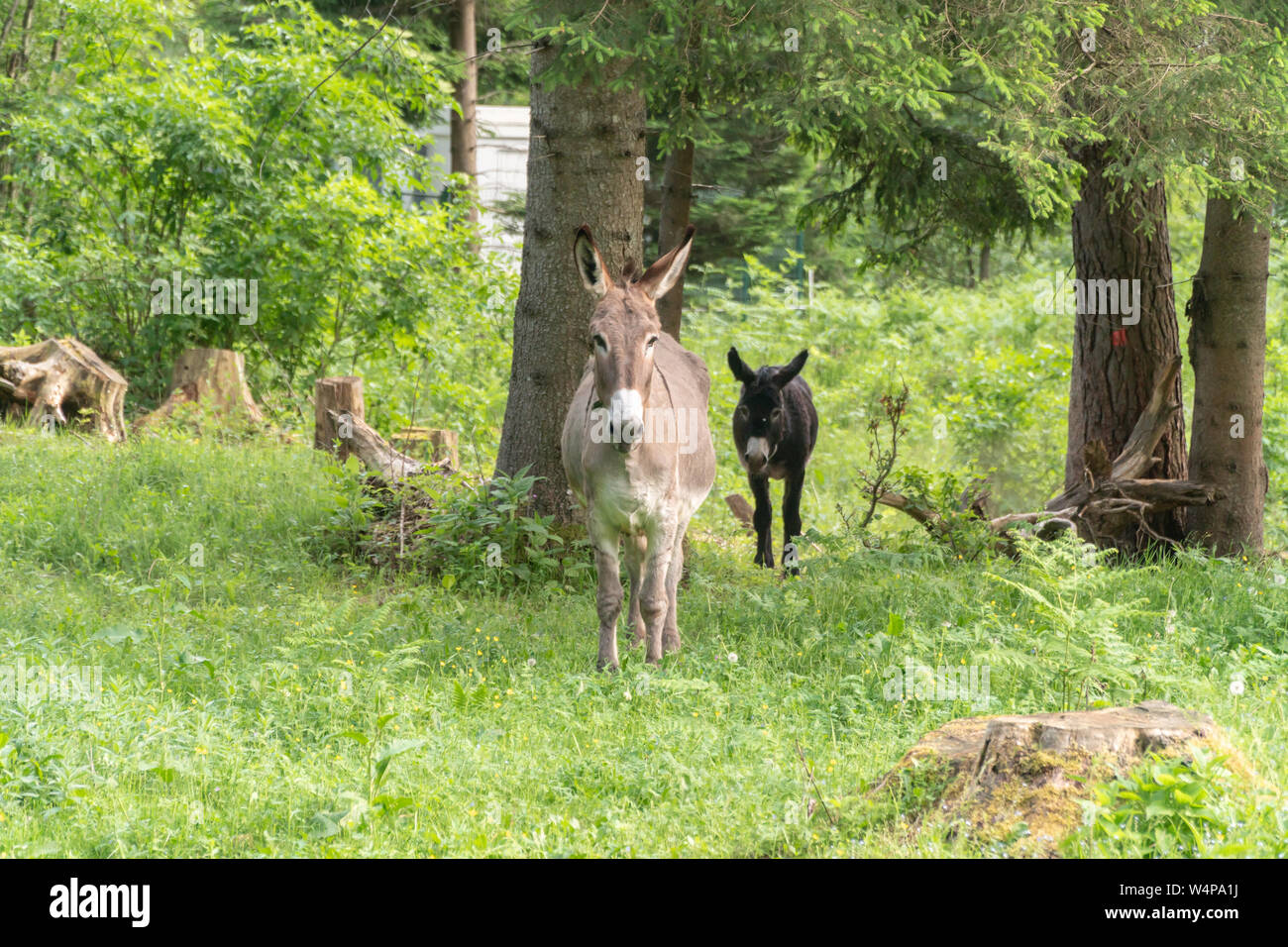 photo of two donkeys playing with eachother on a farm Stock Photo - Alamy