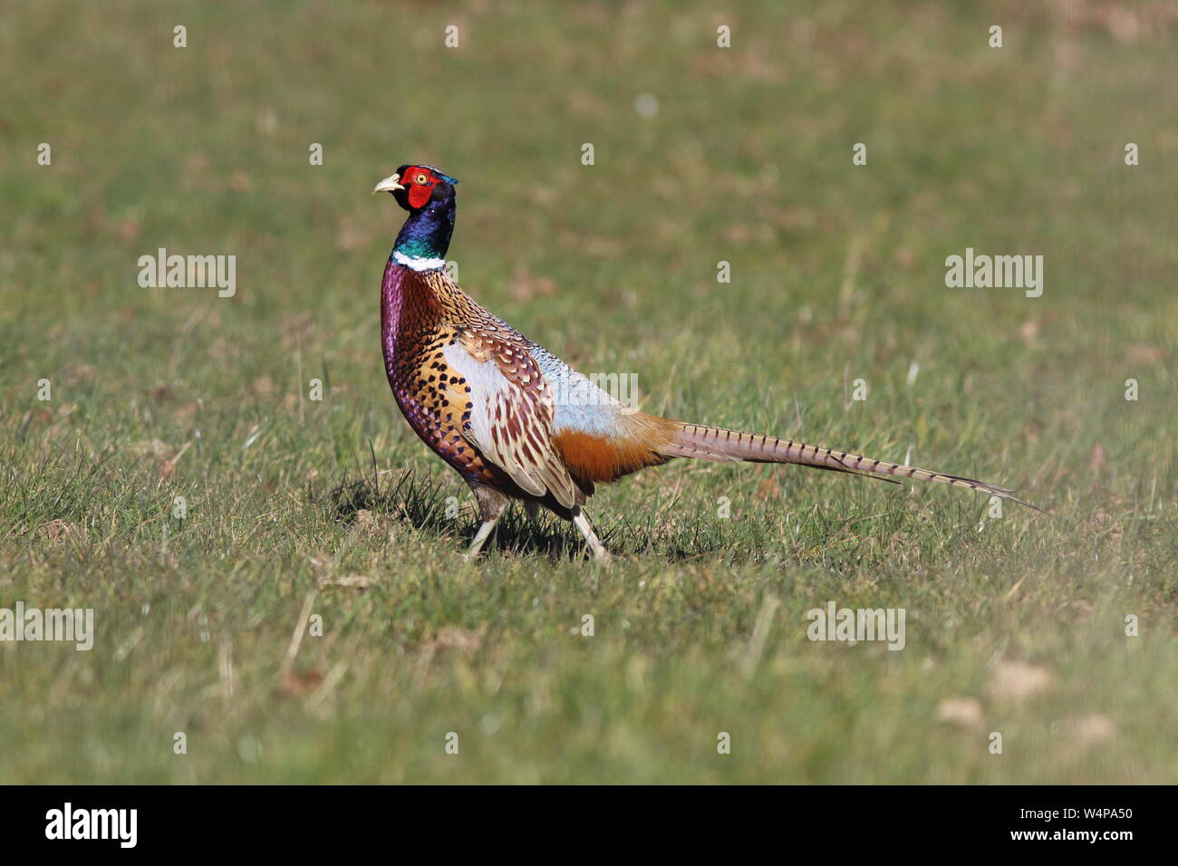 Pheasant Long Grass High Resolution Stock Photography and Images - Alamy