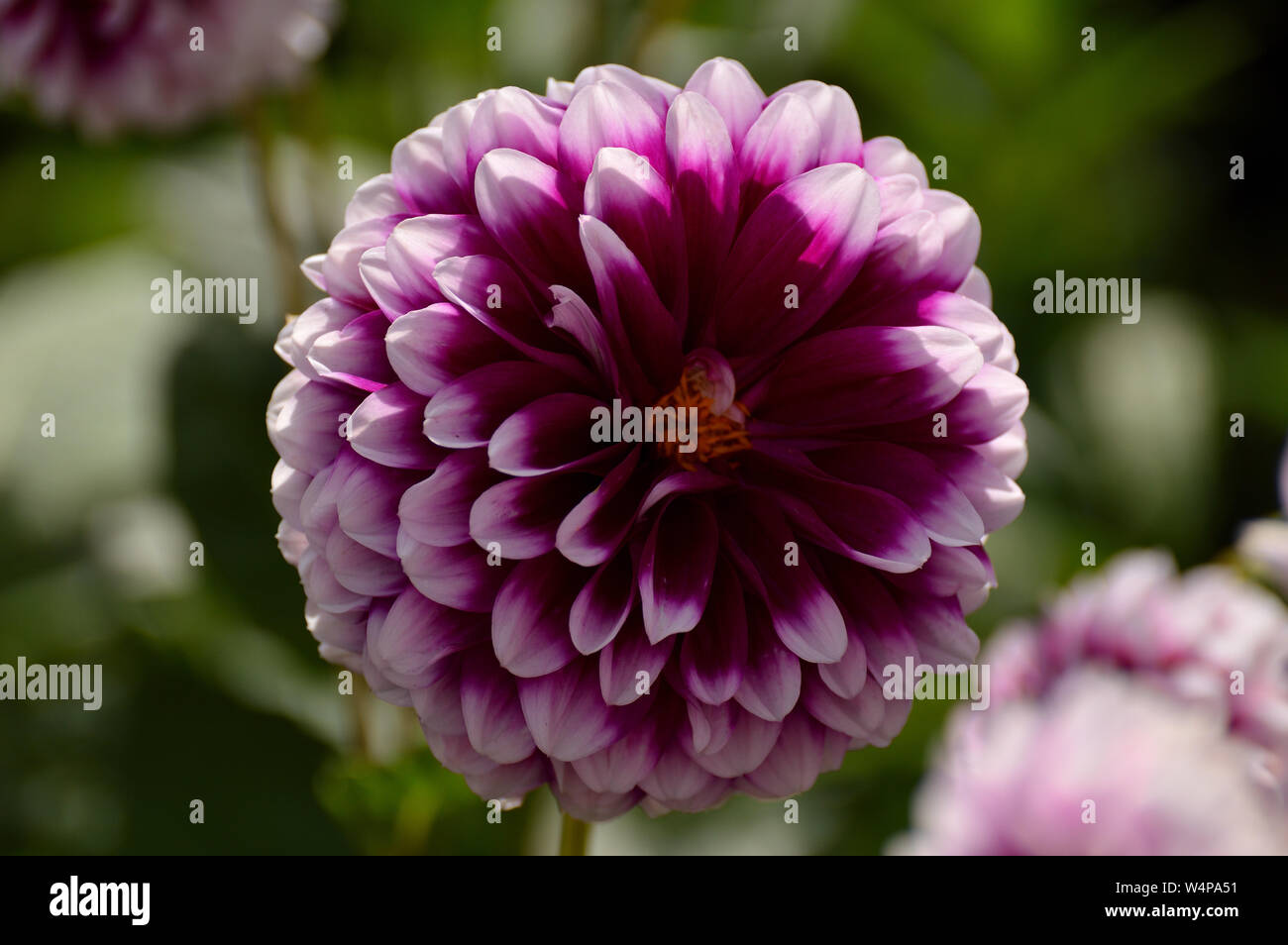Purple dahila hi-res stock photography and images - Alamy