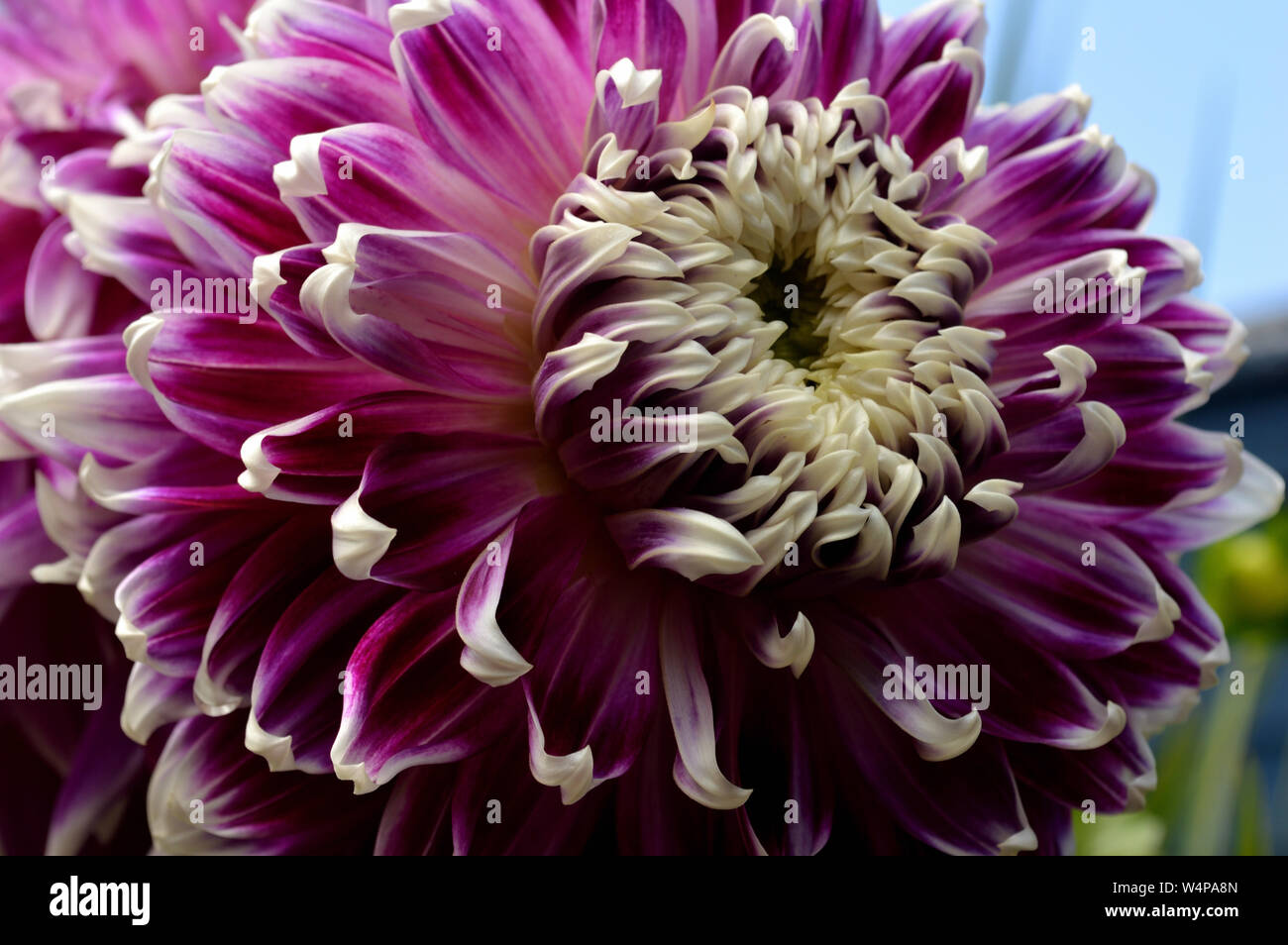 Purple dahila hi-res stock photography and images - Alamy