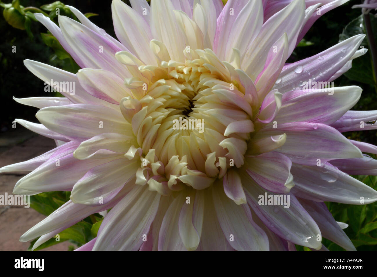 Purple dahila hi-res stock photography and images - Alamy