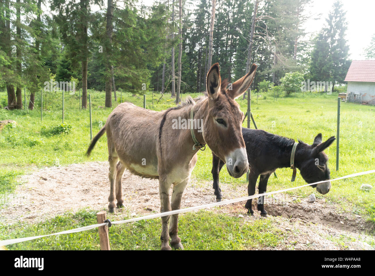 Portrait photo of two donkeys looking in the camera on farm Stock Photo ...