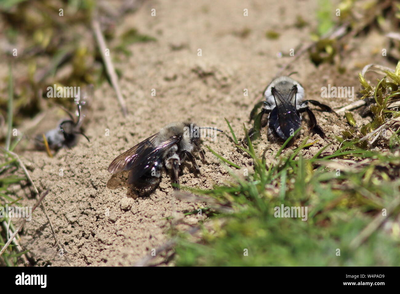 Mining bees hi-res stock photography and images - Alamy