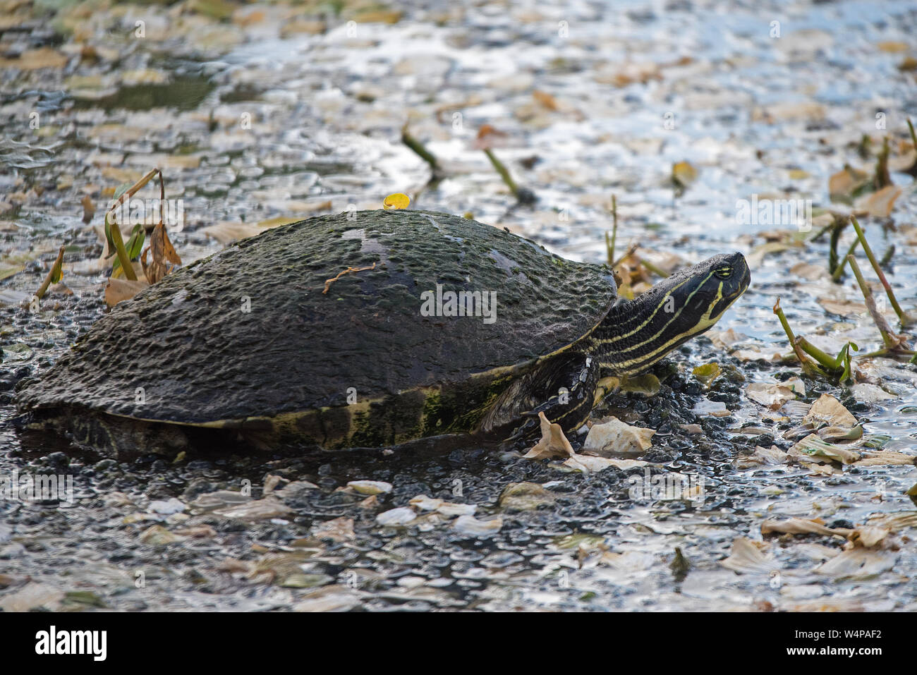 Fresh water Turtle in Florida Stock Photo - Alamy