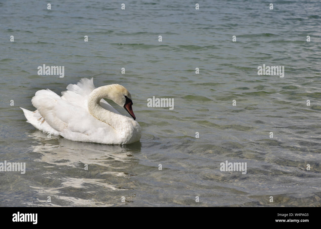 A white beautiful swan is swimming alone in a lake Stock Photo - Alamy