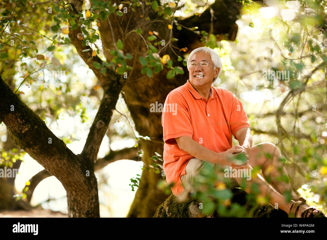 Smiling senior man sitting on a tree branch Stock Photo - Alamy
