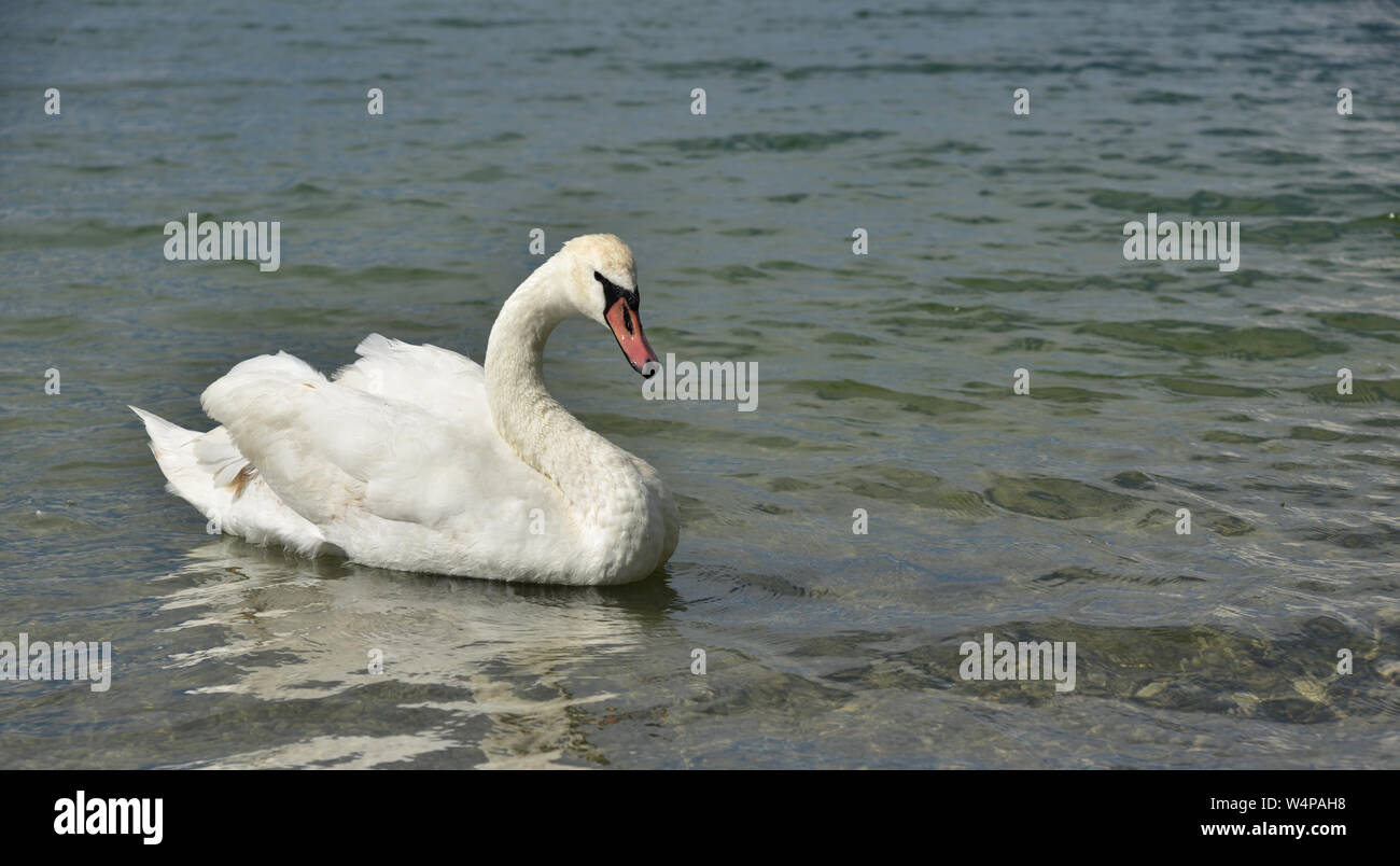 A white beautiful swan is swimming alone in a lake Stock Photo - Alamy