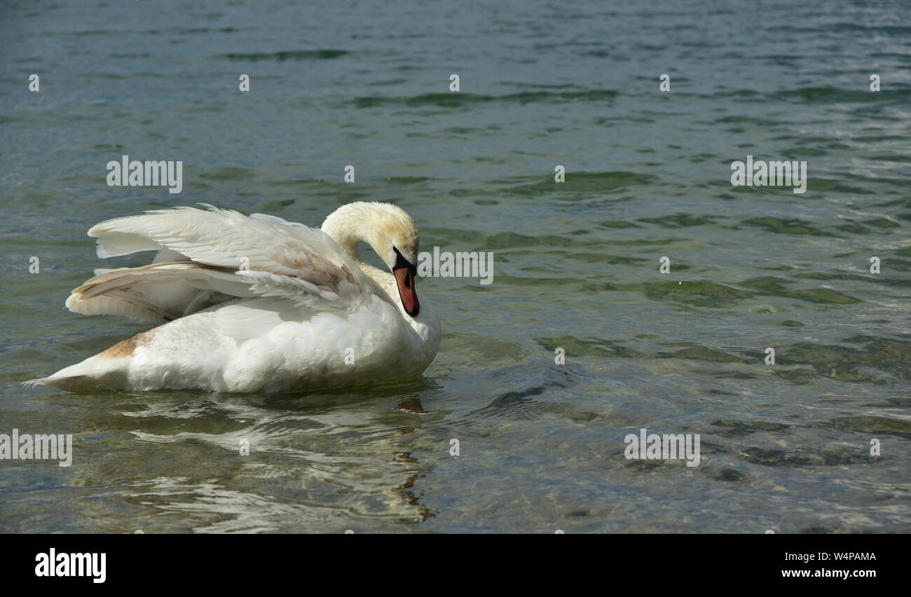 A white beautiful swan is swimming alone in a lake Stock Photo - Alamy