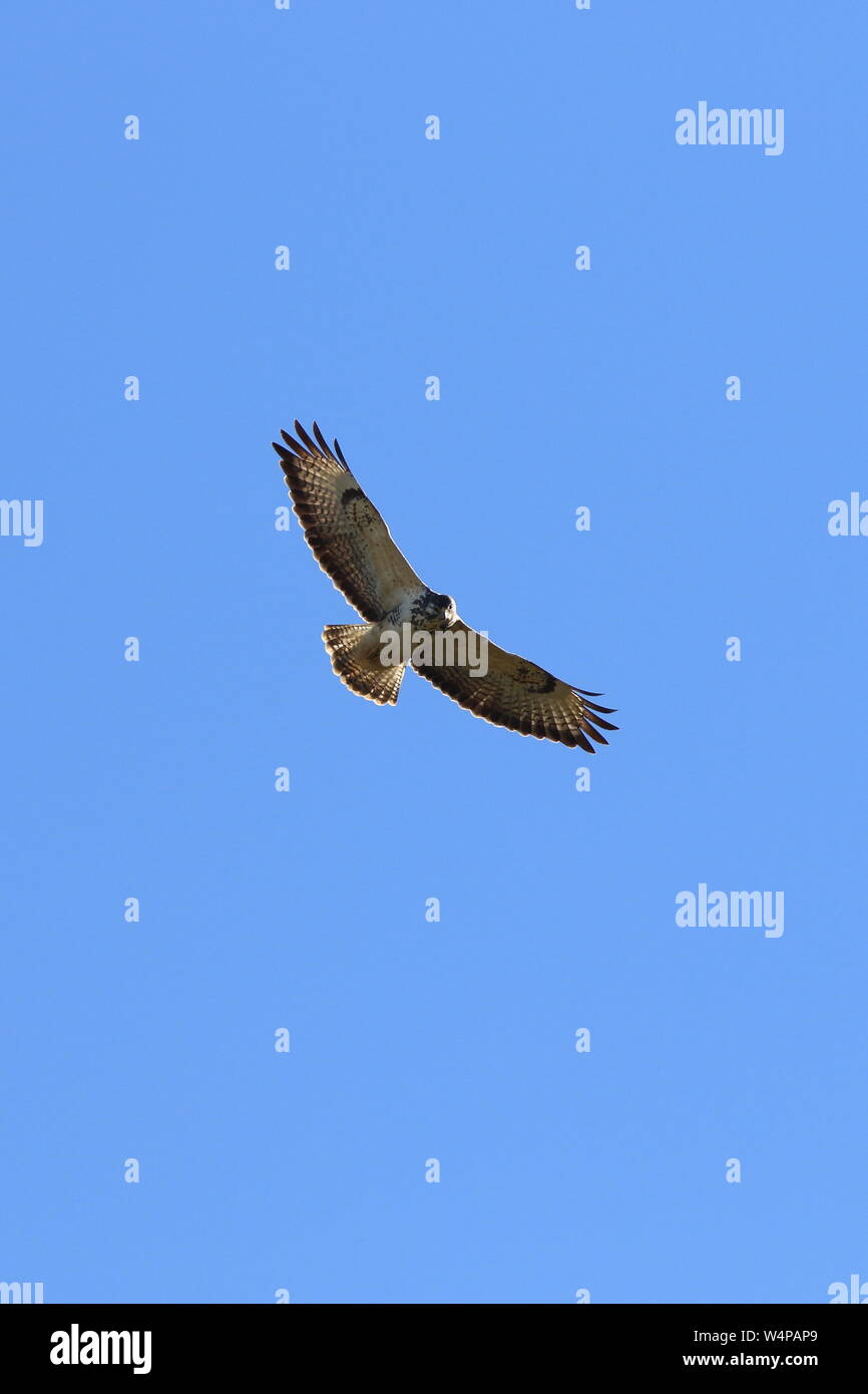 Soaring bird not eagle hi-res stock photography and images - Alamy