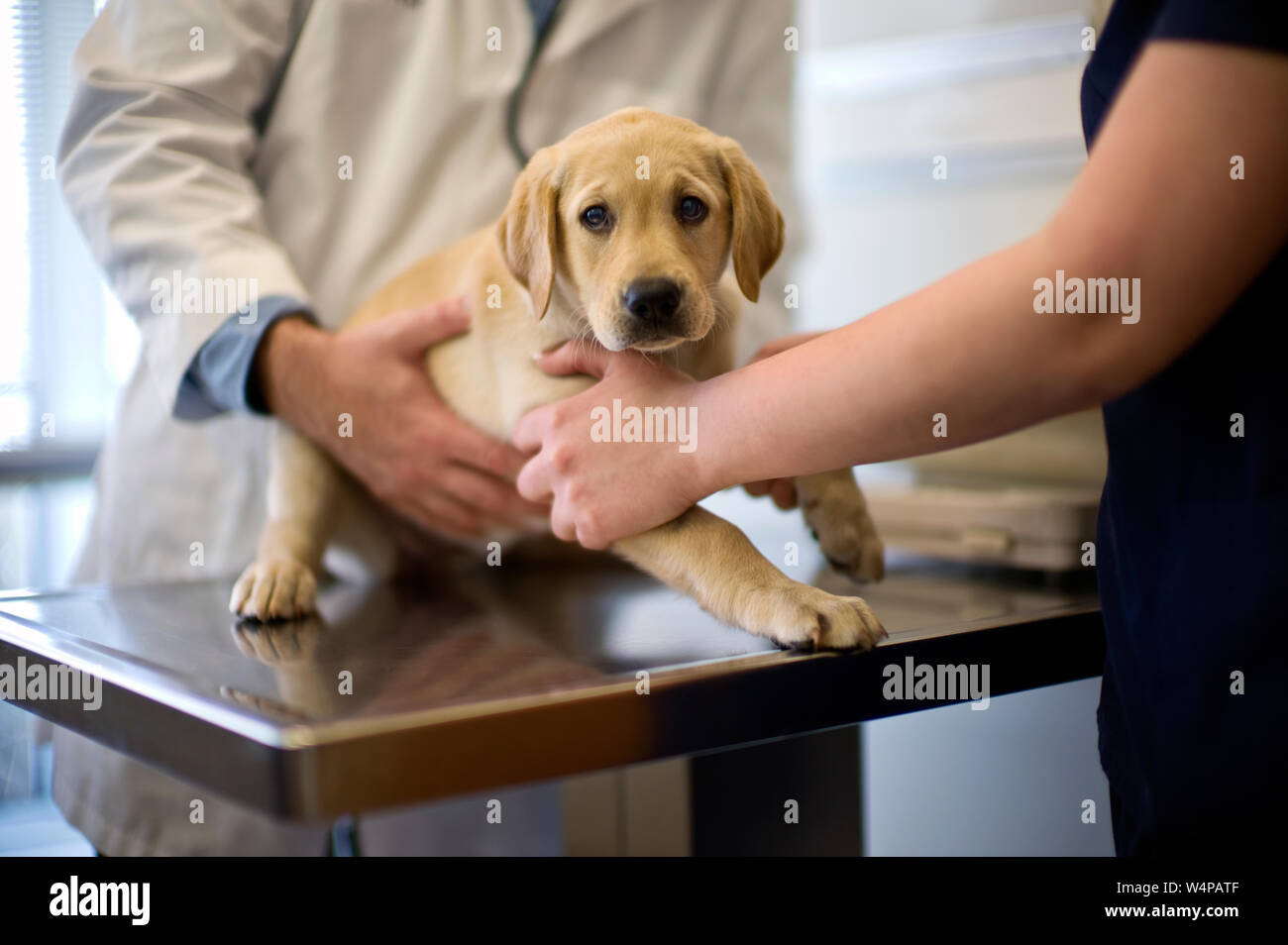 Scared puppy at the vet Stock Photo - Alamy