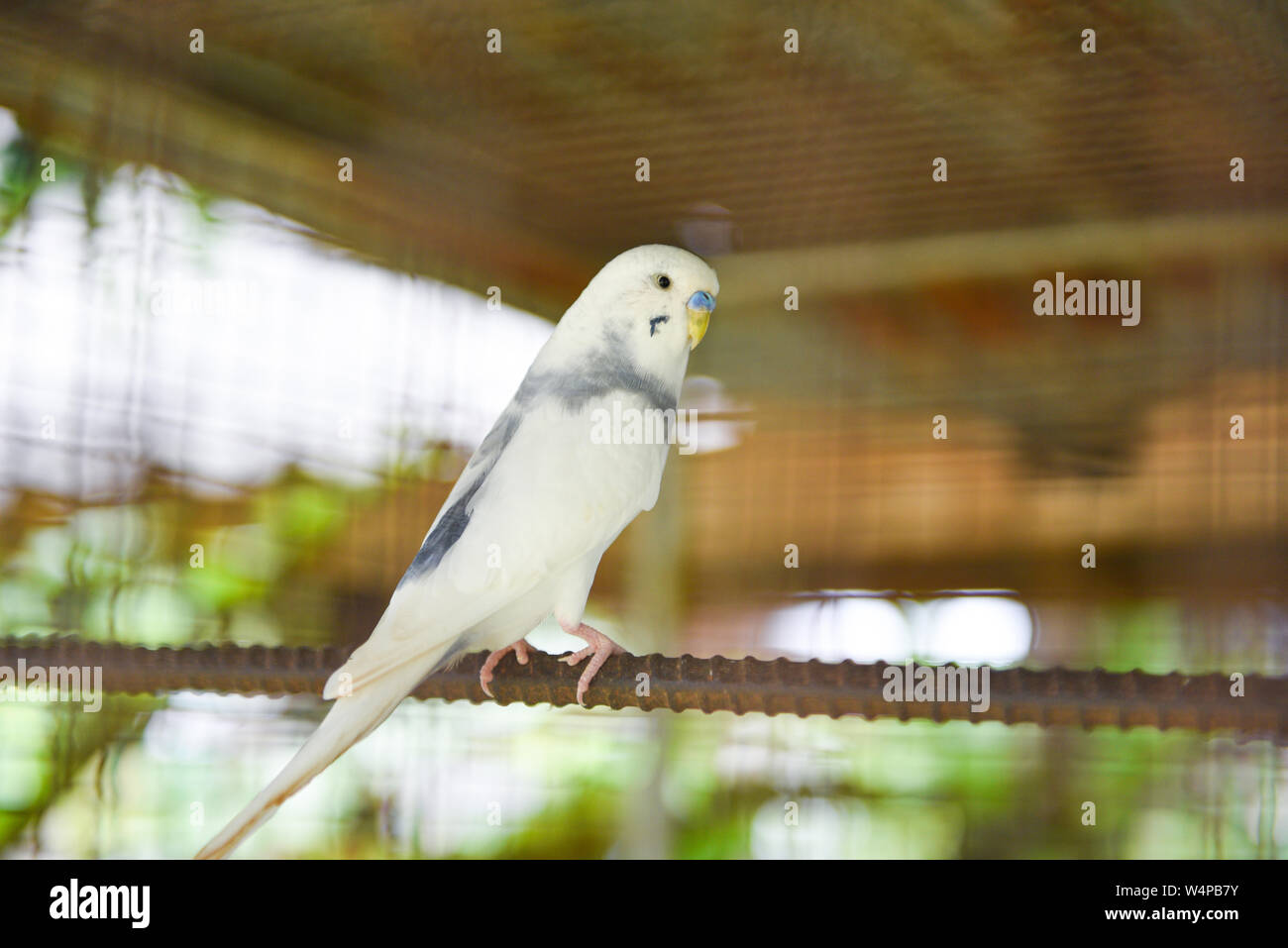Parakeet Budgie White