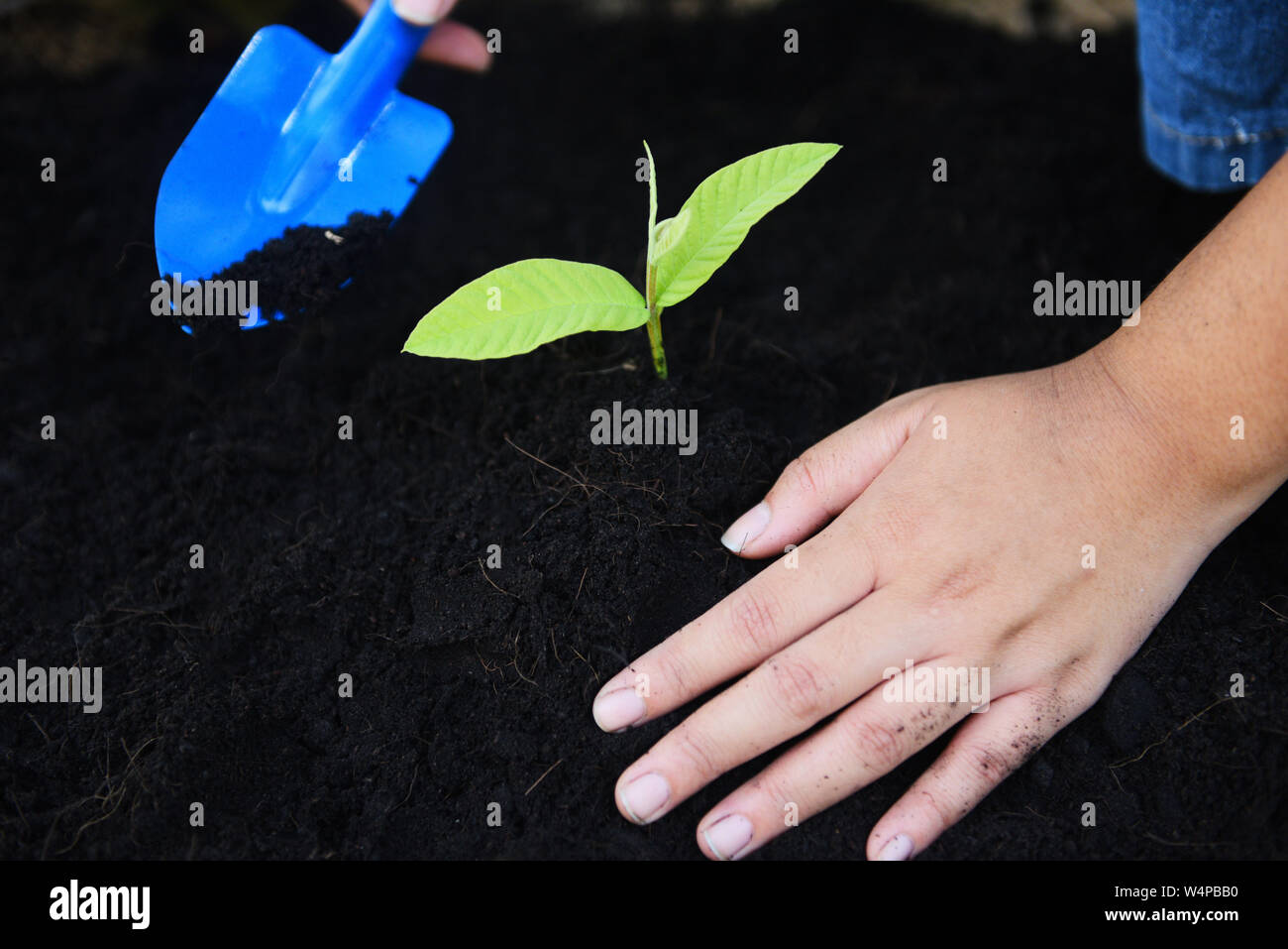 Gardening planting a tree seedlings young plant are growing on soil ...
