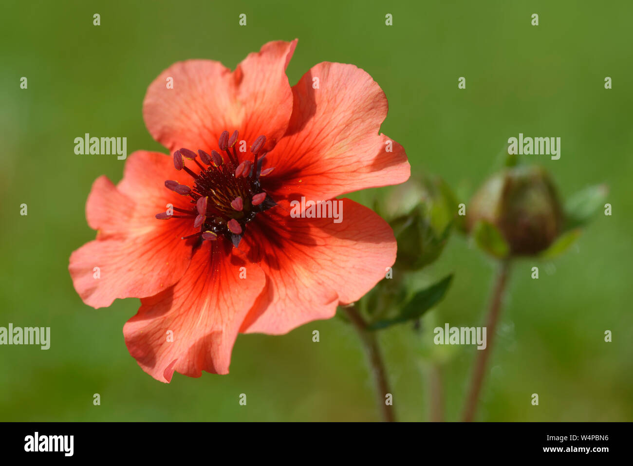 Nepal Cinquefoil - Potentilla nepalensis Red Potentilla flower & Bud ...