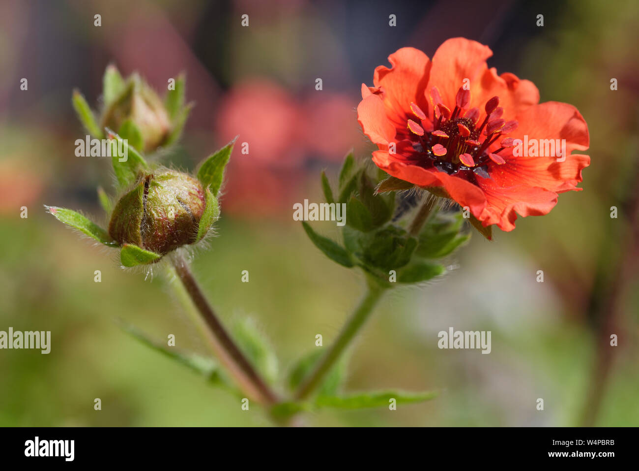 Nepal Cinquefoil - Potentilla nepalensis Red Potentilla flower & Bud ...