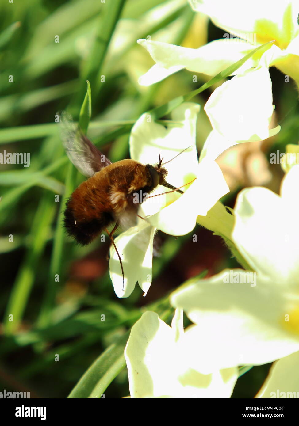 Insect with proboscis hi-res stock photography and images - Alamy