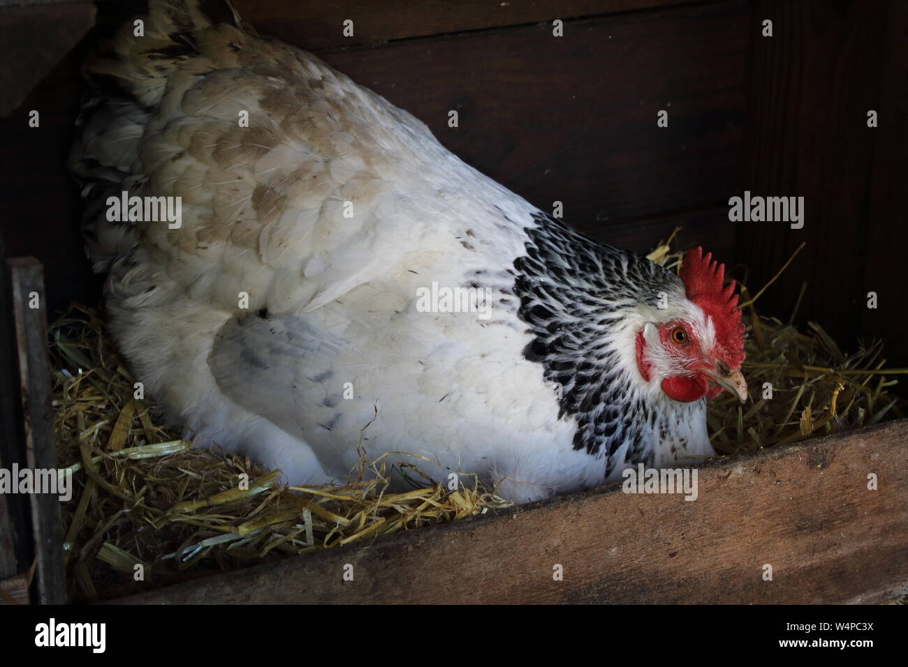 Hen sitting on eggs hi-res stock photography and images - Alamy