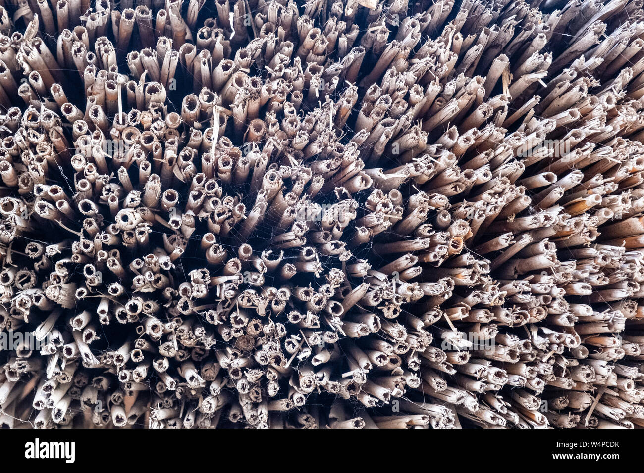 old roof with reed coating, end view, dry reed Stock Photo - Alamy
