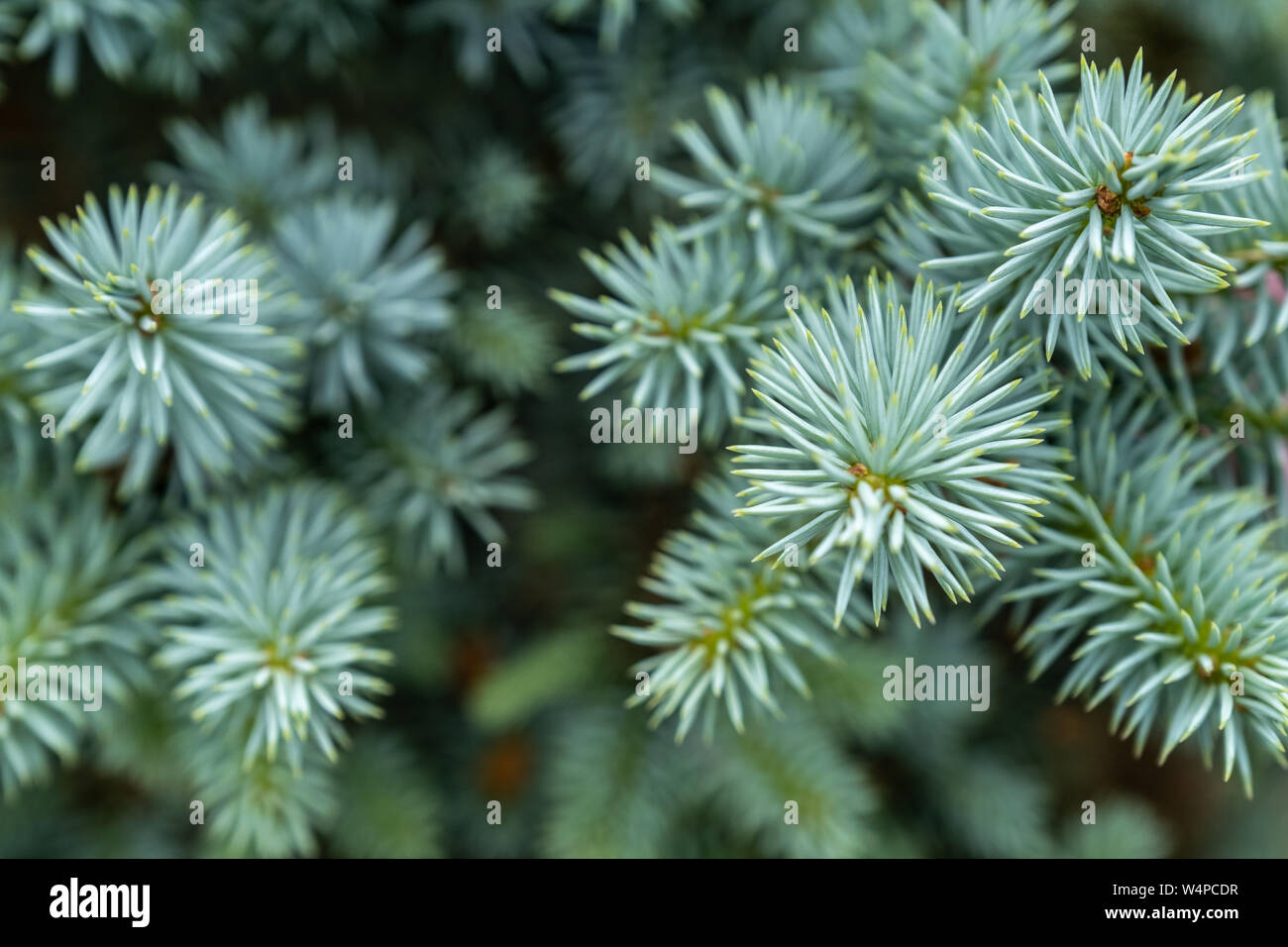 Beautiful fir hi-res stock photography and images - Alamy