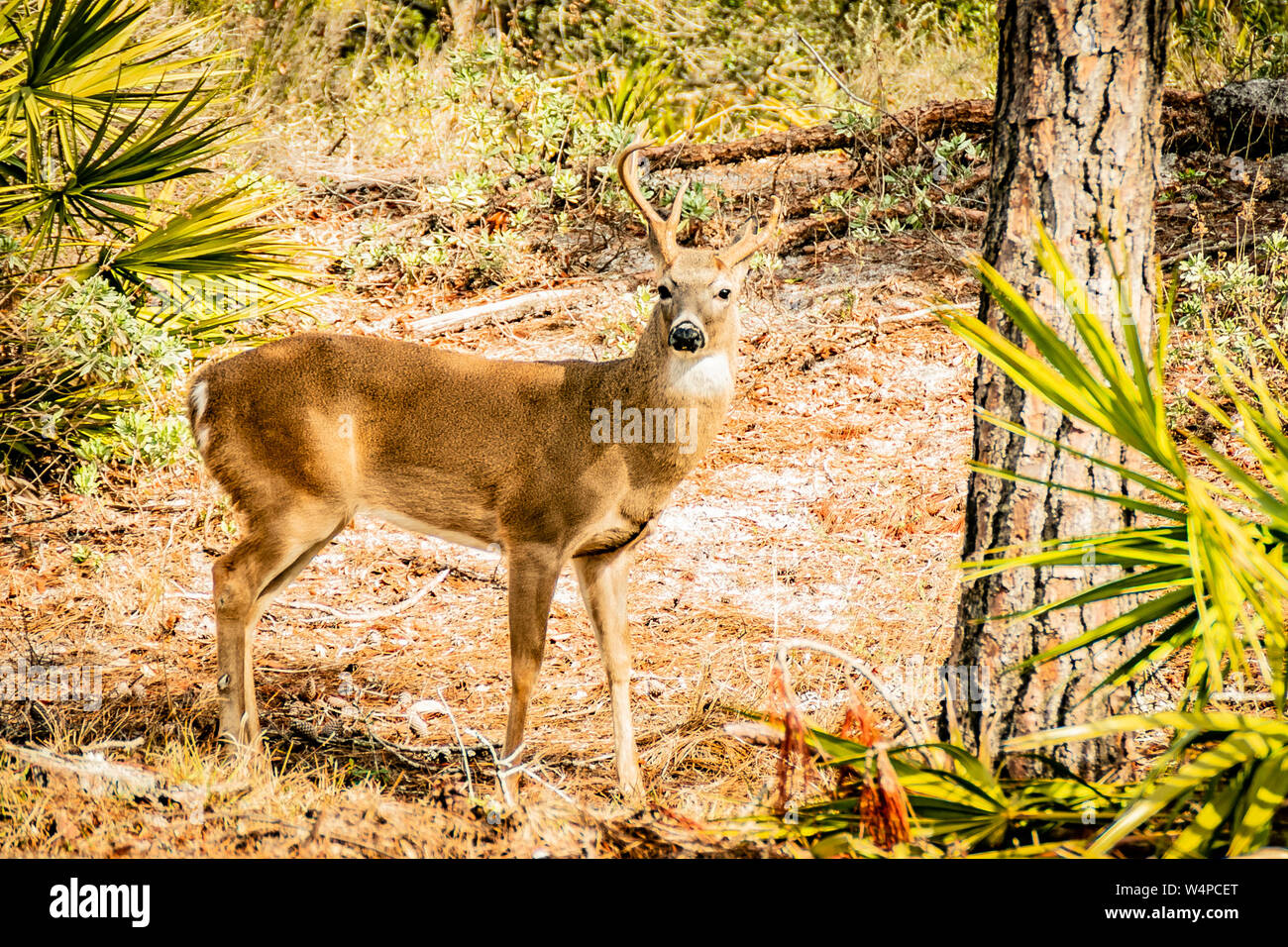Baby key deer hi-res stock photography and images - Alamy
