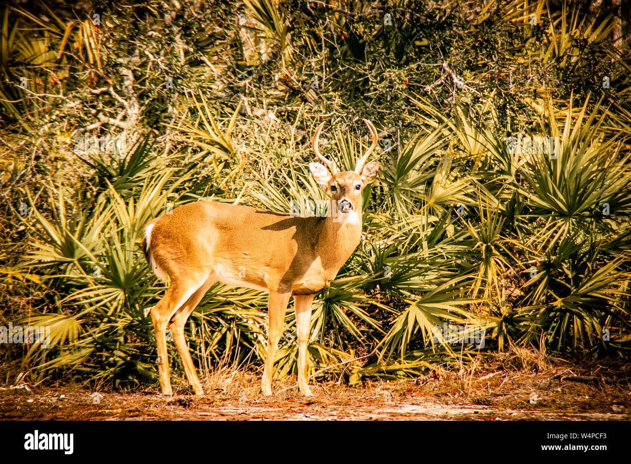 Baby key deer hi-res stock photography and images - Alamy