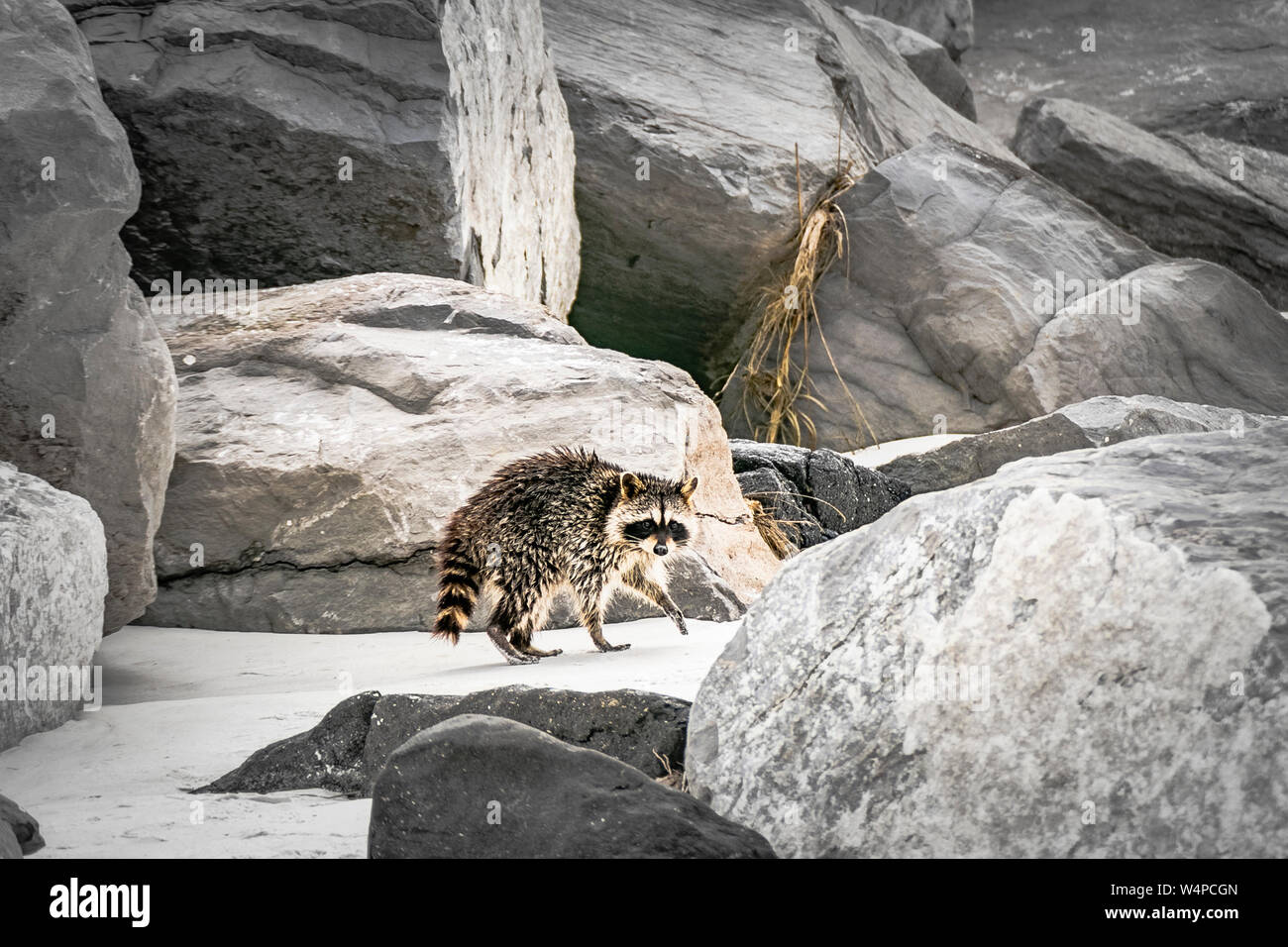 Jetty dwelling raccoons at the beach Stock Photo - Alamy