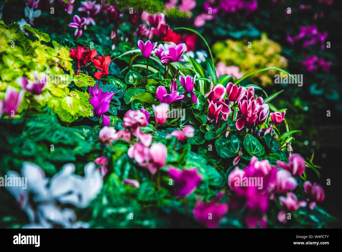 Beautiful fresh colorful flowers in botanic garden, Many multi color ...
