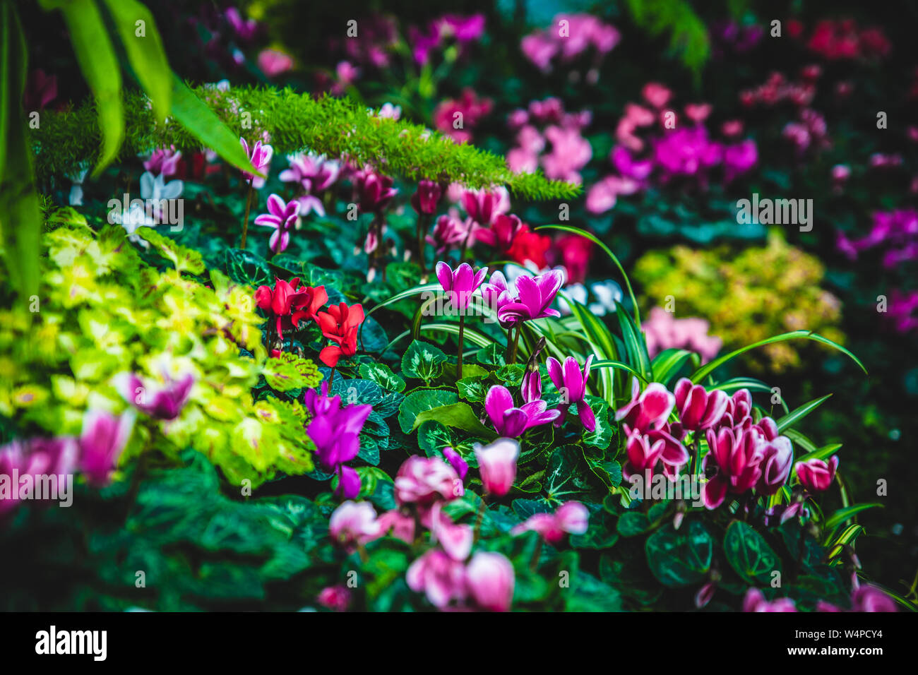 Beautiful fresh colorful flowers in botanic garden, Many multi color ...