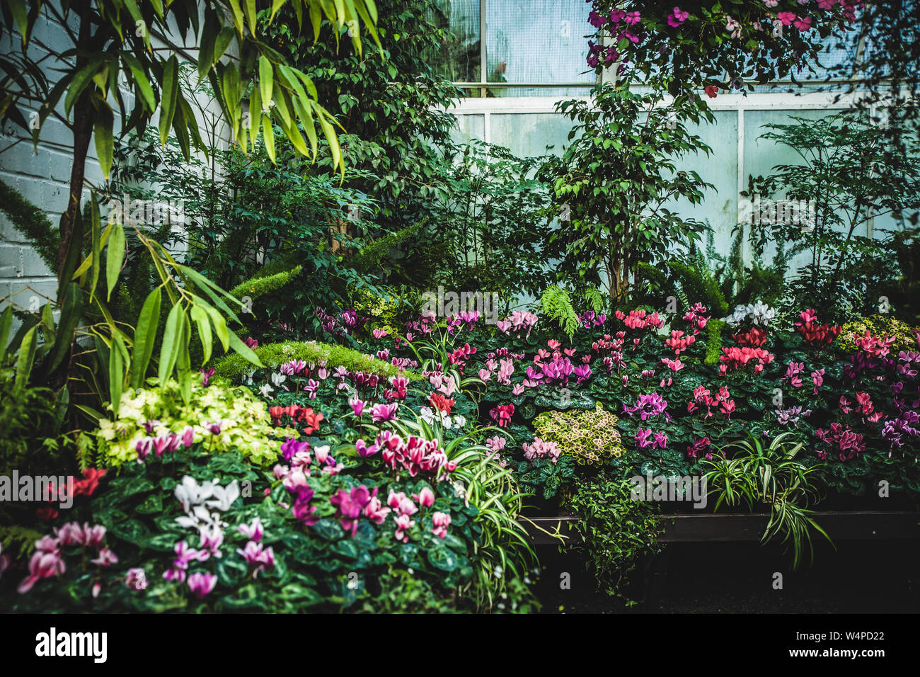 Beautiful fresh colorful flowers in botanic garden, Many multi color ...