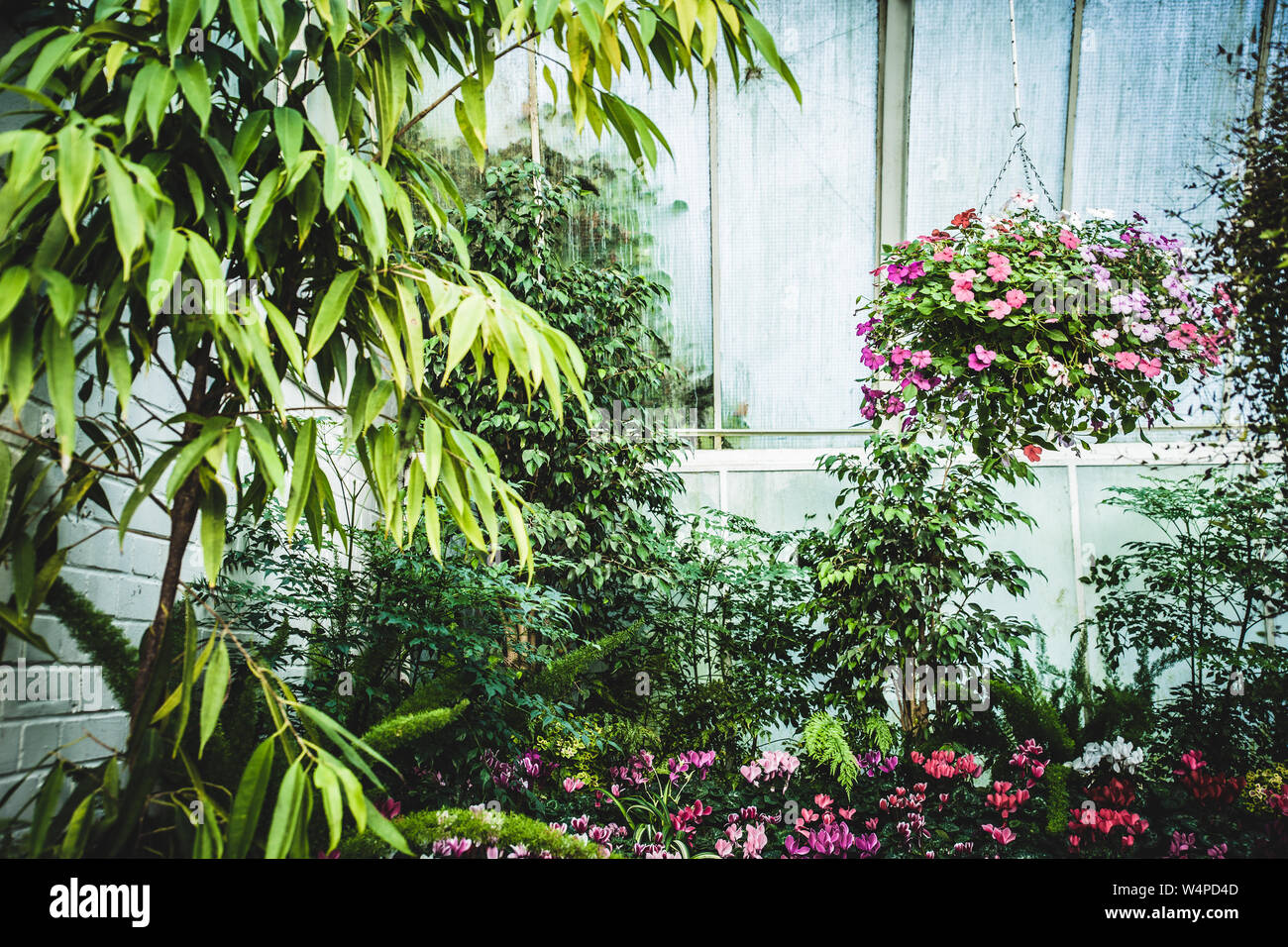 Beautiful fresh colorful flowers in botanic garden, Many multi color ...