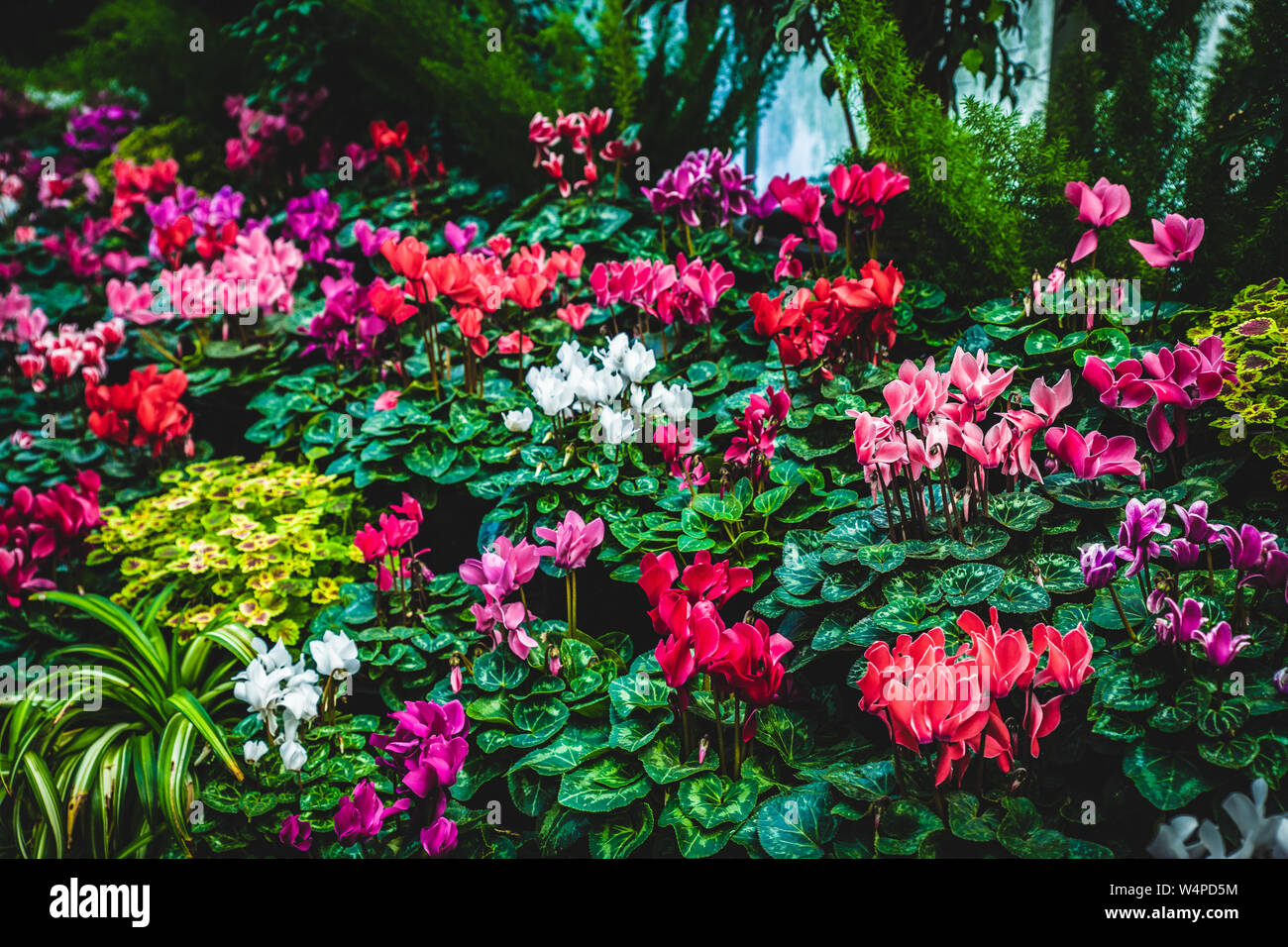 Beautiful fresh colorful flowers in botanic garden, Many multi color ...