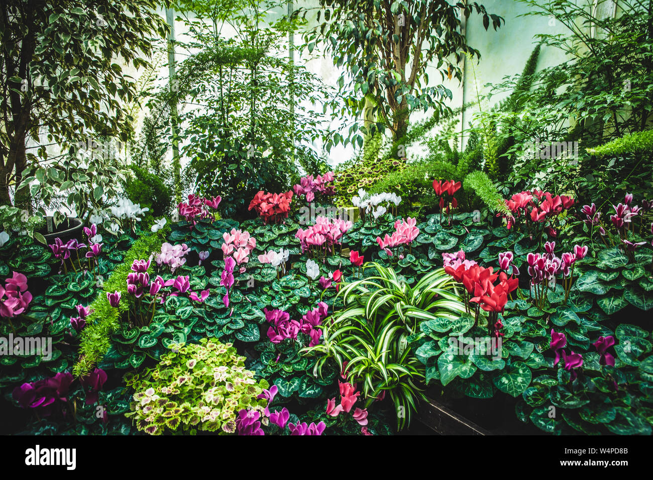 Beautiful fresh colorful flowers in botanic garden, Many multi color ...