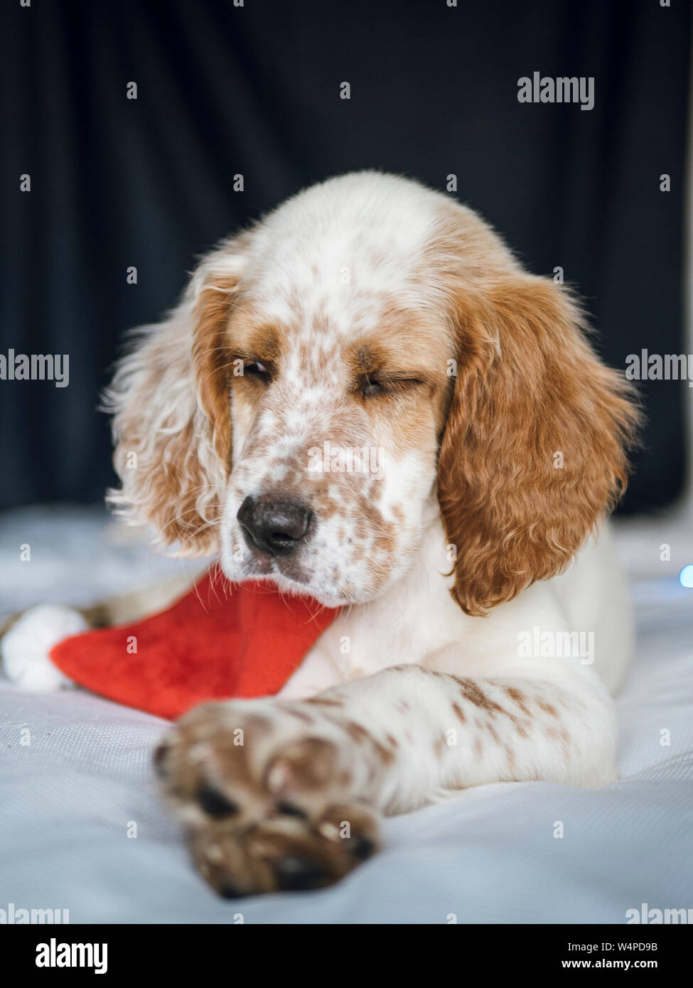 christmas portrait of english setter puppy Stock Photo - Alamy