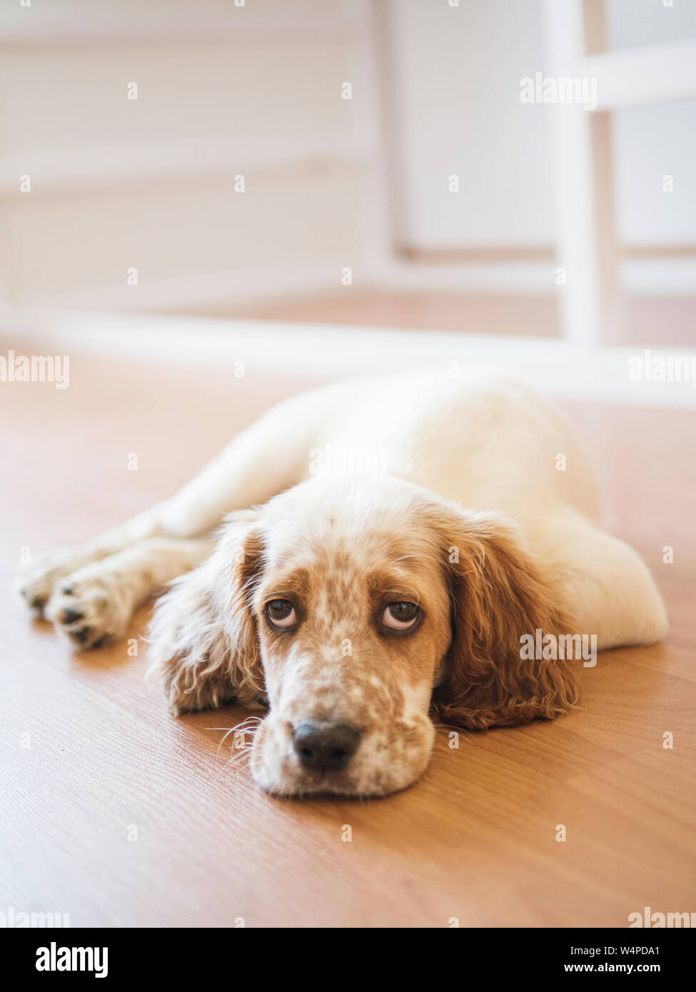 English setter puppy on the floor of a room Stock Photo - Alamy