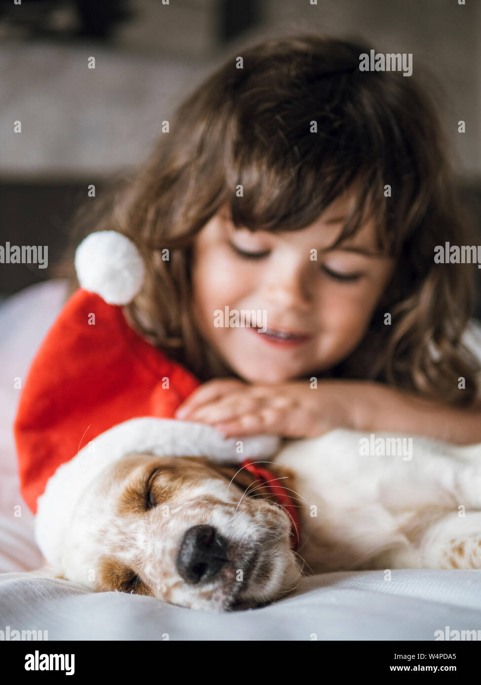 English setter puppy with santa claus hat and little girl smiling Stock ...