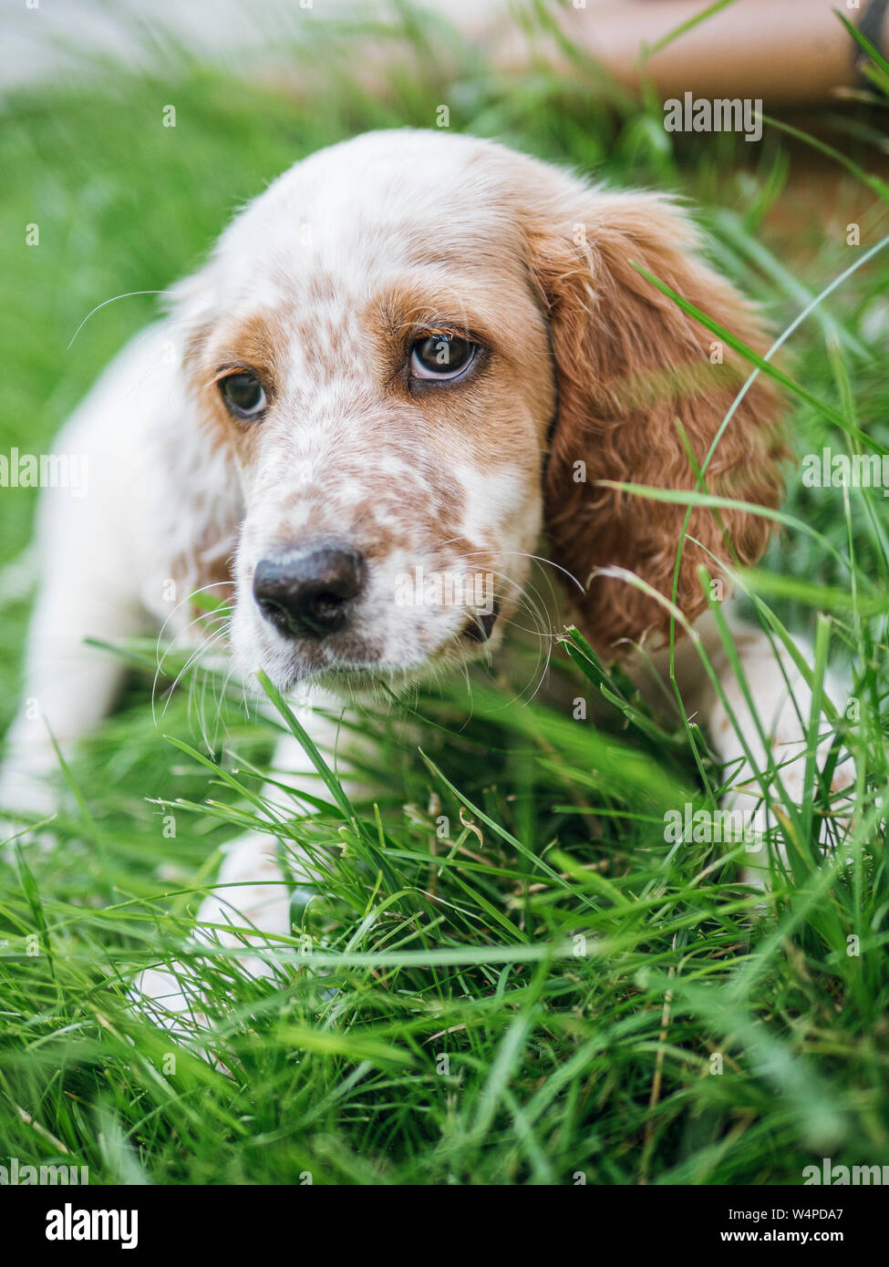 portrait of a purebred english cocker in a studio Stock Photo - Alamy